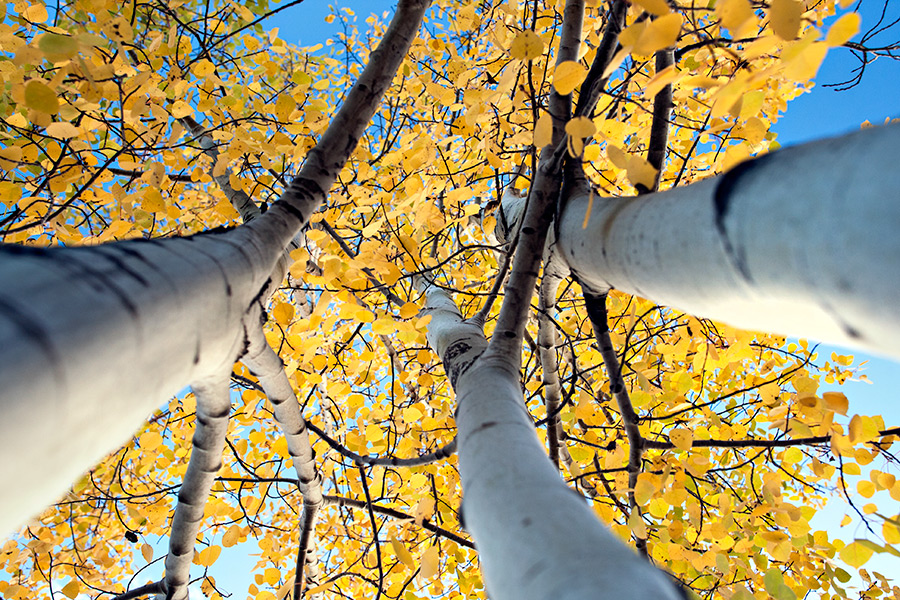 Photos: Fall Colors - Flathead Beacon