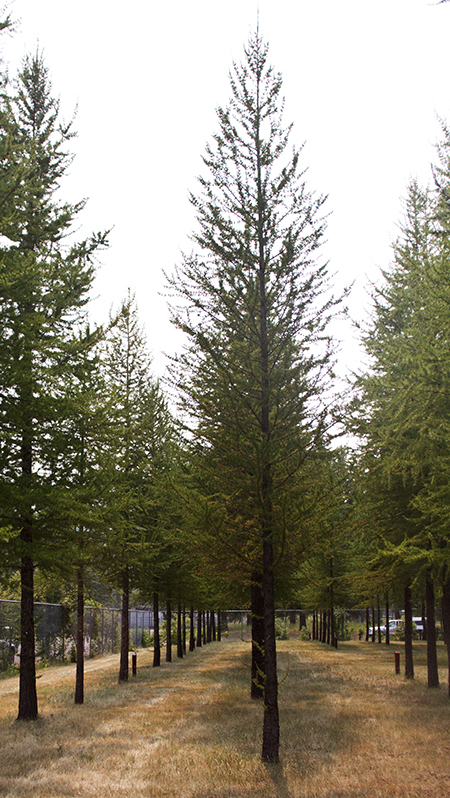 Larch Laboratory - Flathead Beacon