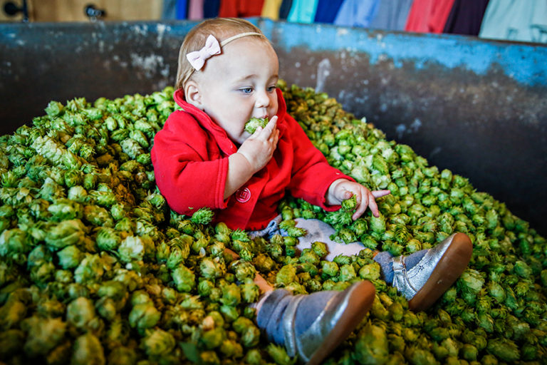 Hop Swapping for Beer - Flathead Beacon