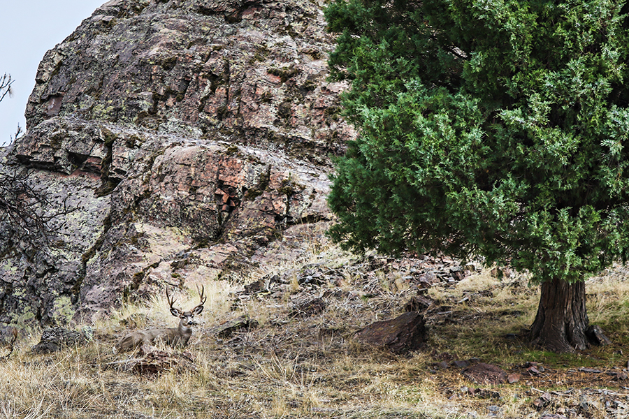 Photos: Wild Horse Island - Flathead Beacon