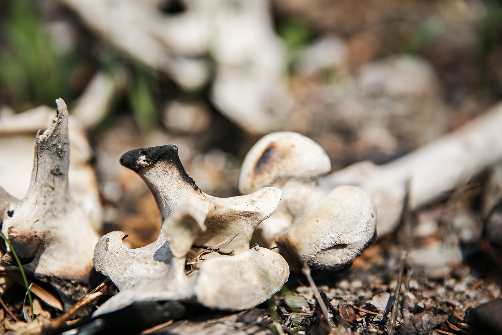 Boulder 2700 Fire Aftermath - Flathead Beacon