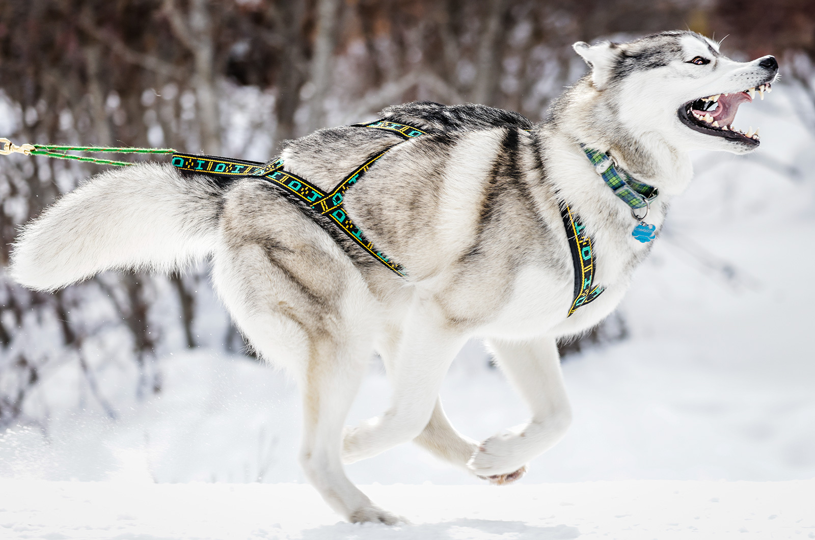 Flathead Classic Sled Dog Races: 2022 - Flathead Beacon