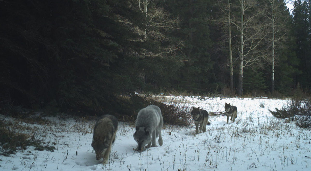 Bow-Valley-Wolf-Pack-(Nov.14,-20219)-Corridor-Banff-NP - Flathead Beacon