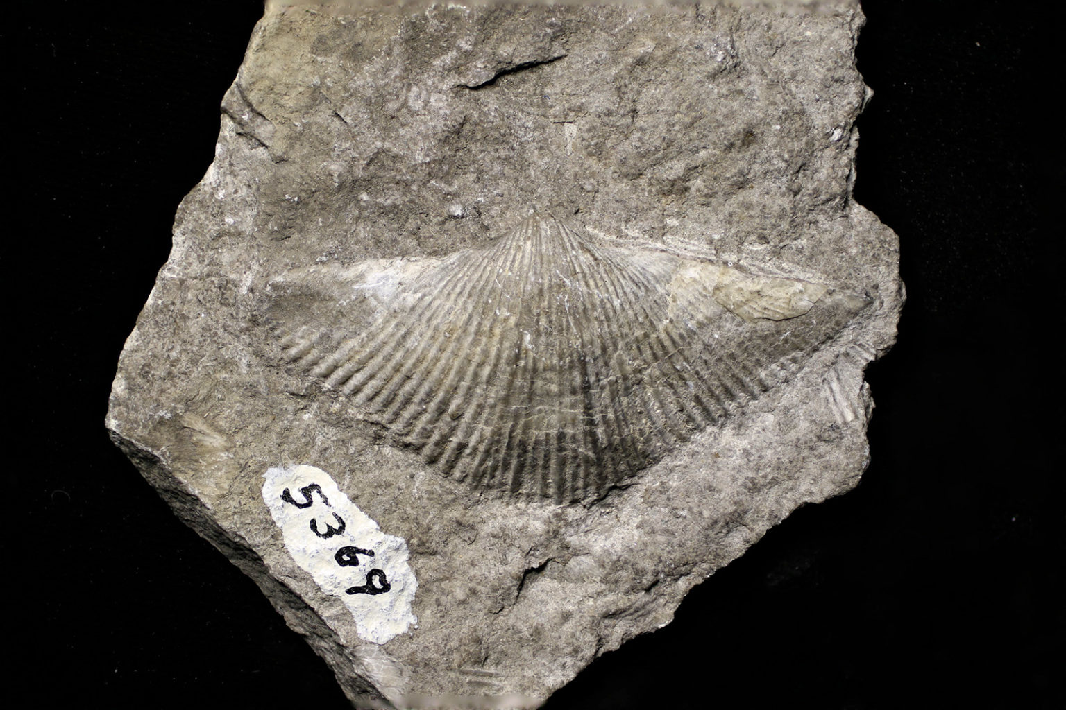 Montana’s Fossil Librarian Delves into Prehistoric Life in the Bob ...