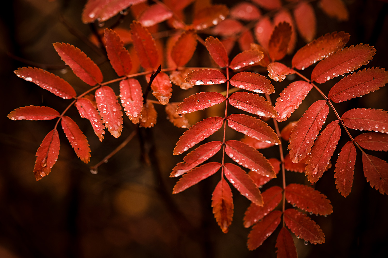 Fall Meets Winter - Flathead Beacon