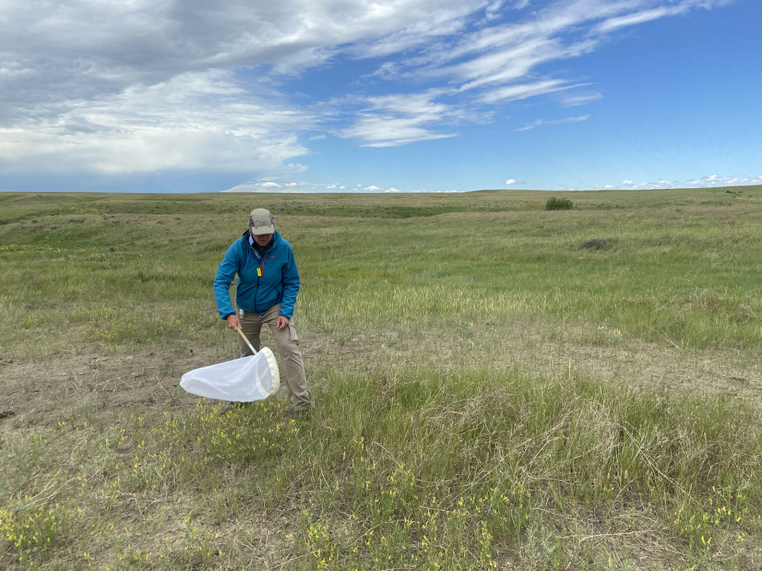 Study: Decline of Native Western Bumble Bee Linked to Climate ...
