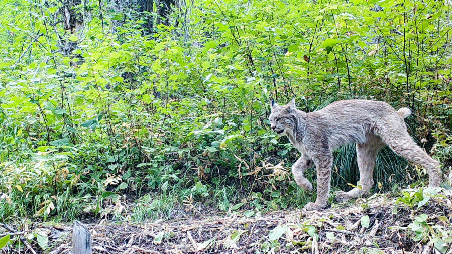 The Missing Lynx of Glacier National Park - Flathead Beacon