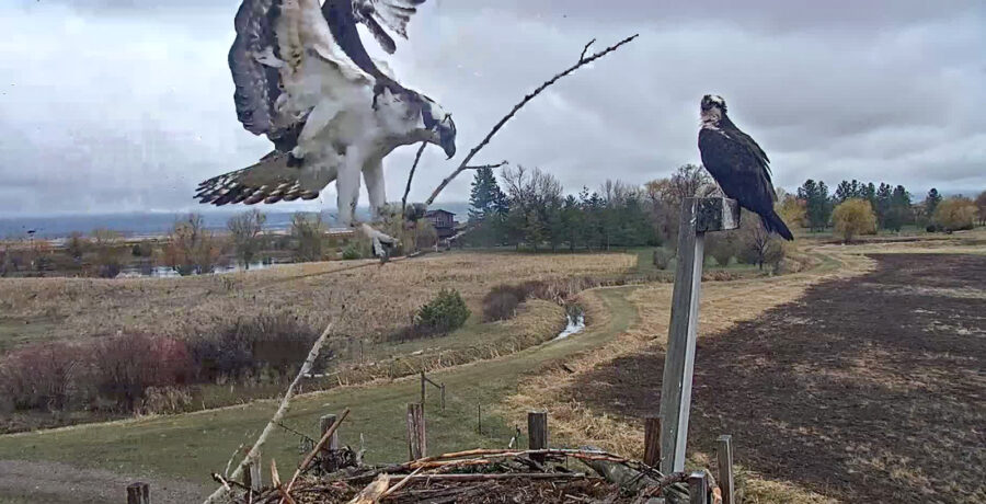 Mission Valley Osprey Camera Captivates Global Audience - Flathead Beacon