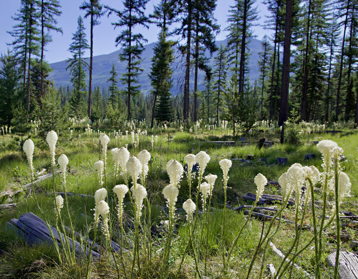Where the bear grass grows - Flathead Beacon
