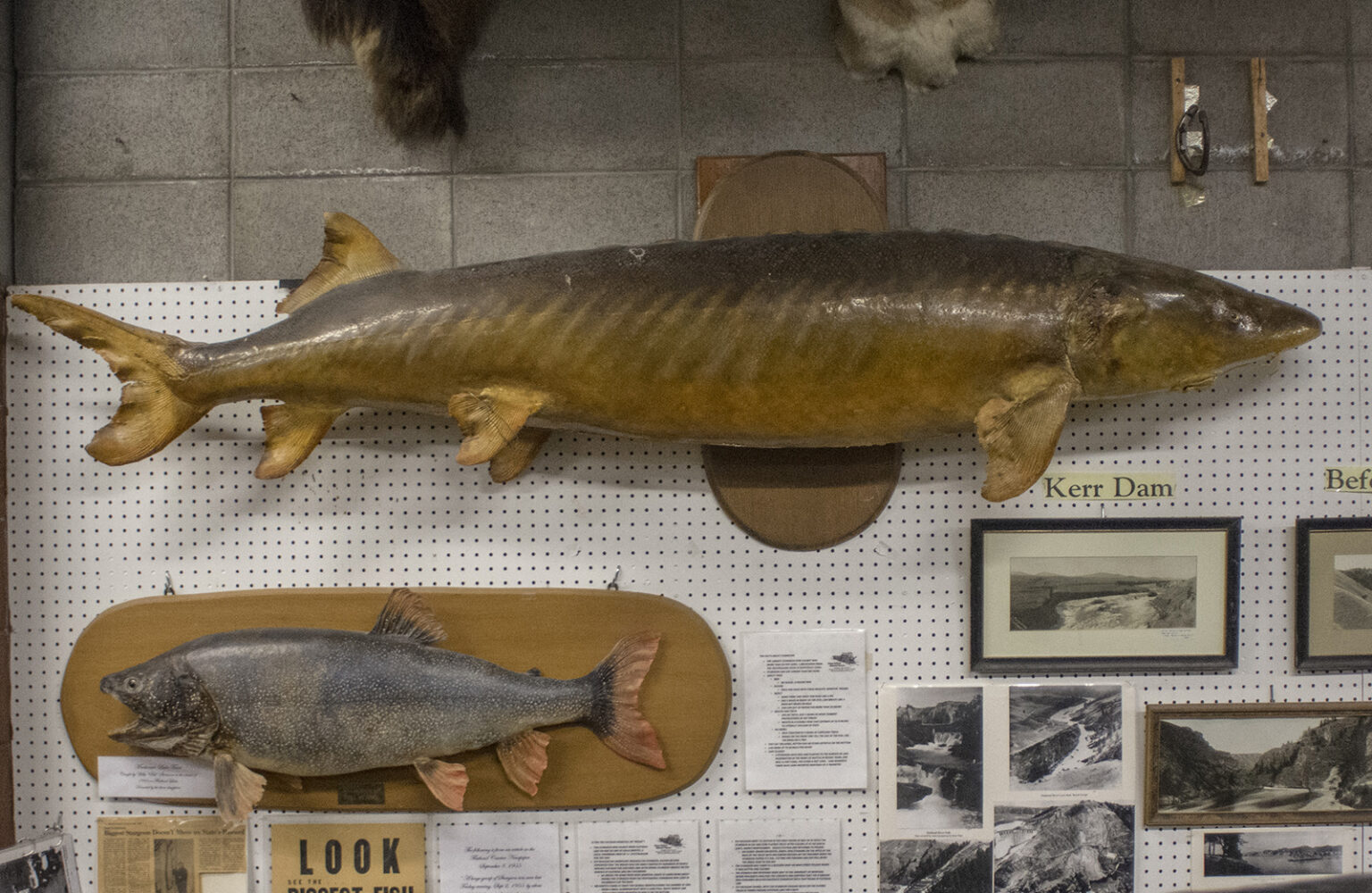In Search of the Flathead Lake Monster - Flathead Beacon