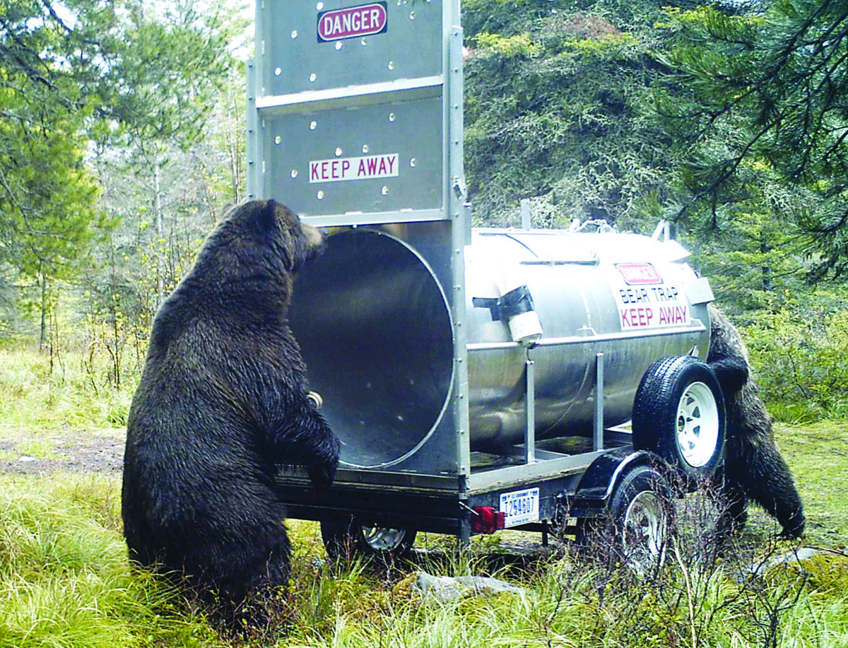 Grizzly Bear Killed After Breaking into Chicken Coops Near Libby ...