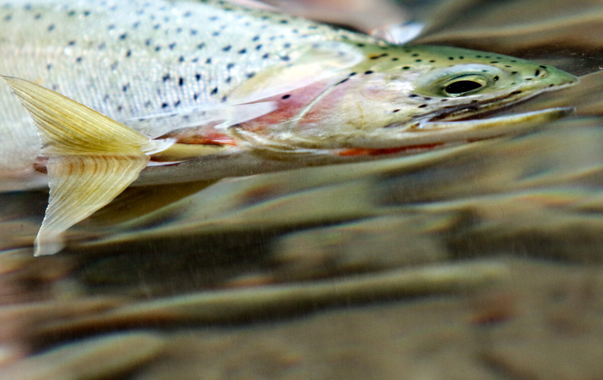 Flathead Beacon - News for Montana's Flathead Valley