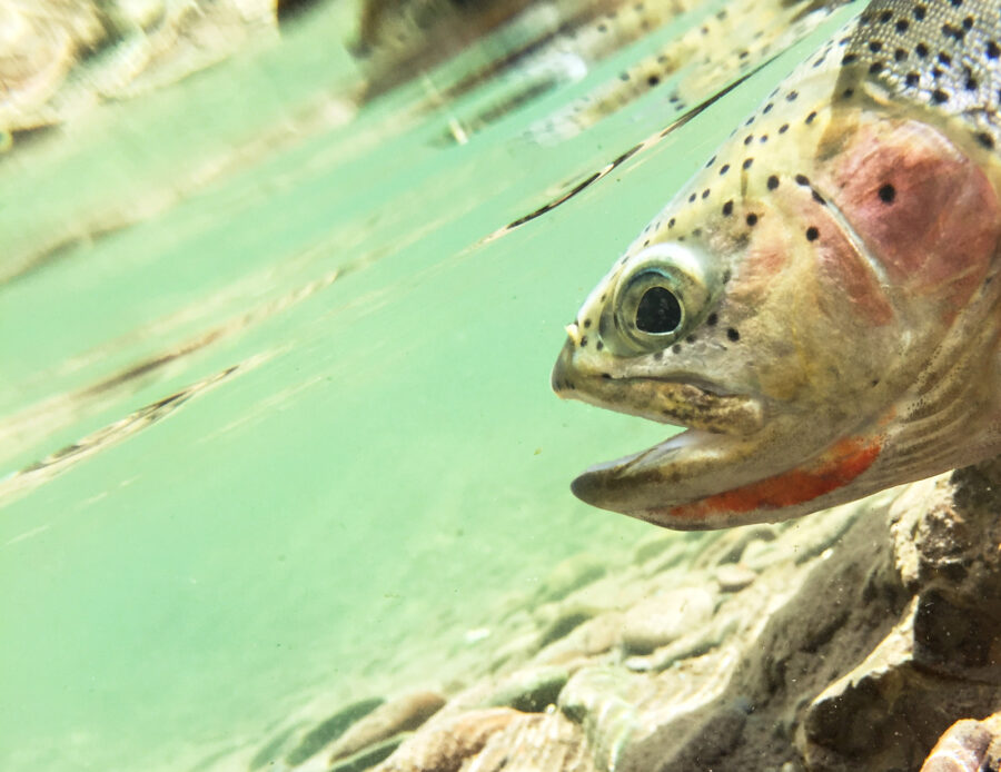 South Fork Flathead River - Flathead Beacon