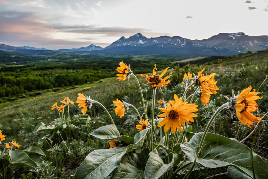 Memo Reveals Forest Service Could Open Recommended Wilderness to Off ...