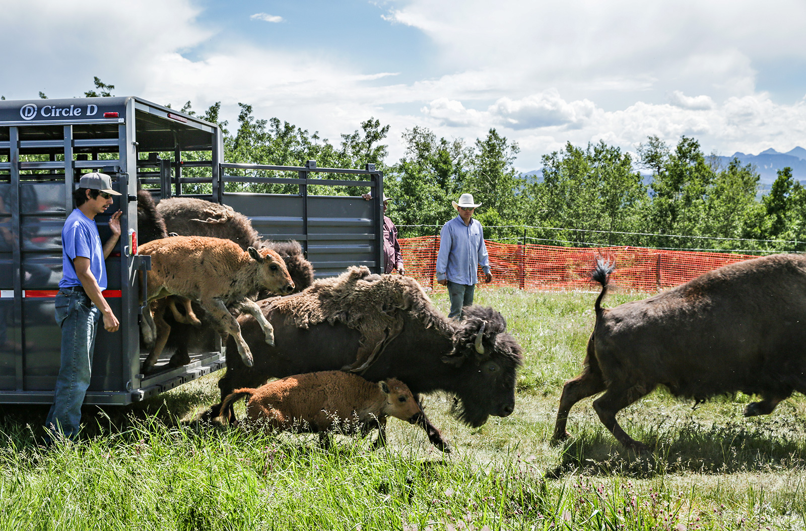 Return of the Bison - Flathead Beacon
