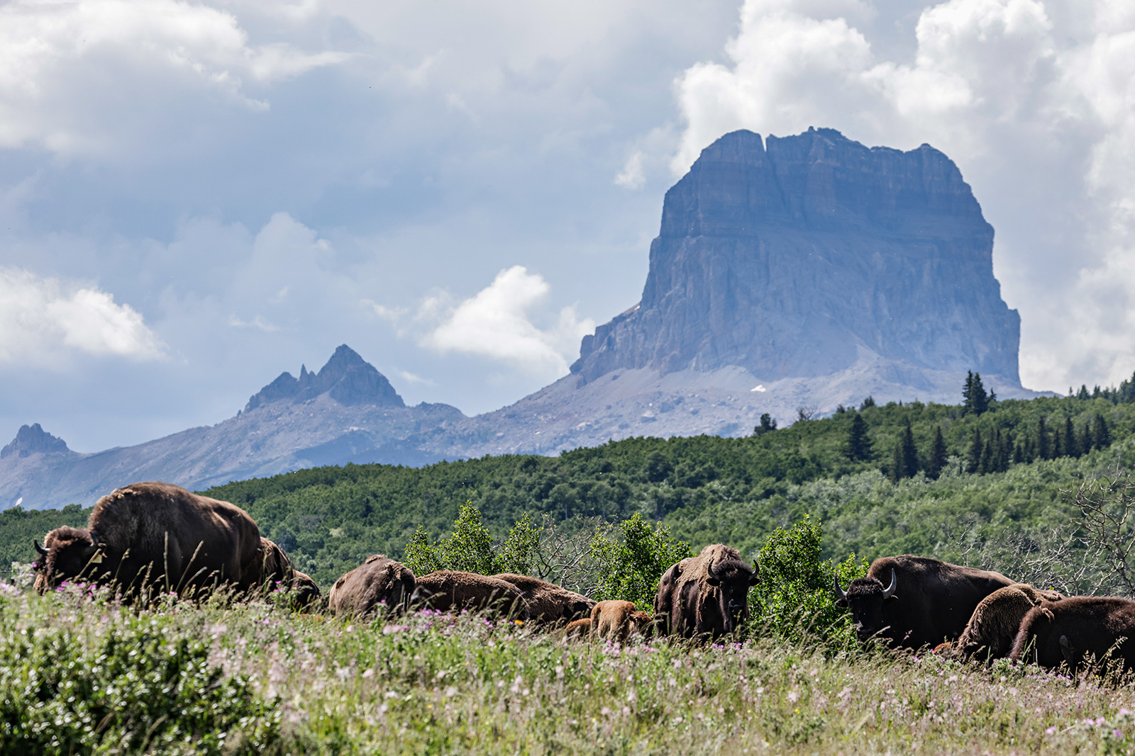 Blackfeet Bring Bison Home to Chief Mountain - Flathead Beacon
