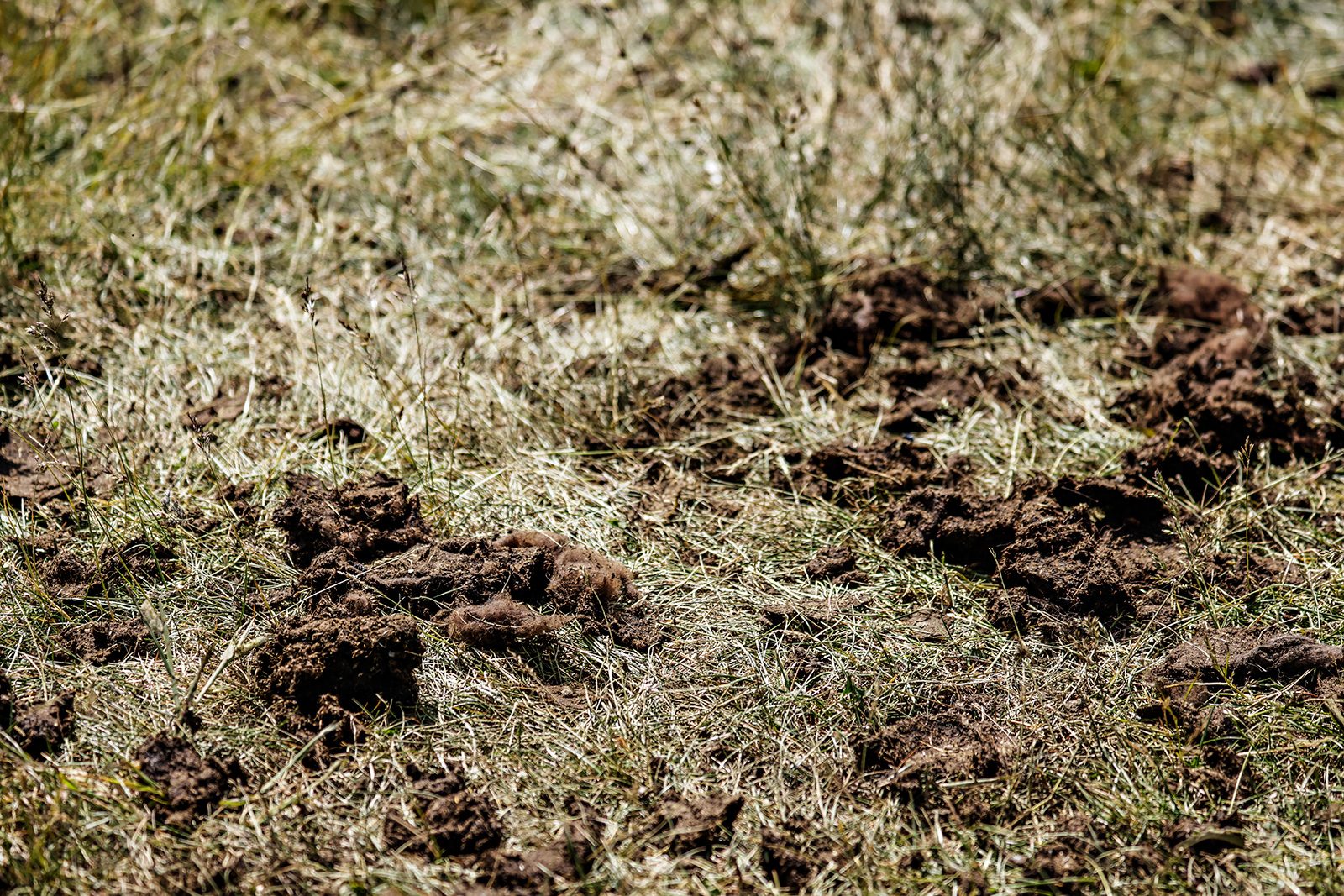 Return of the Bison - Flathead Beacon