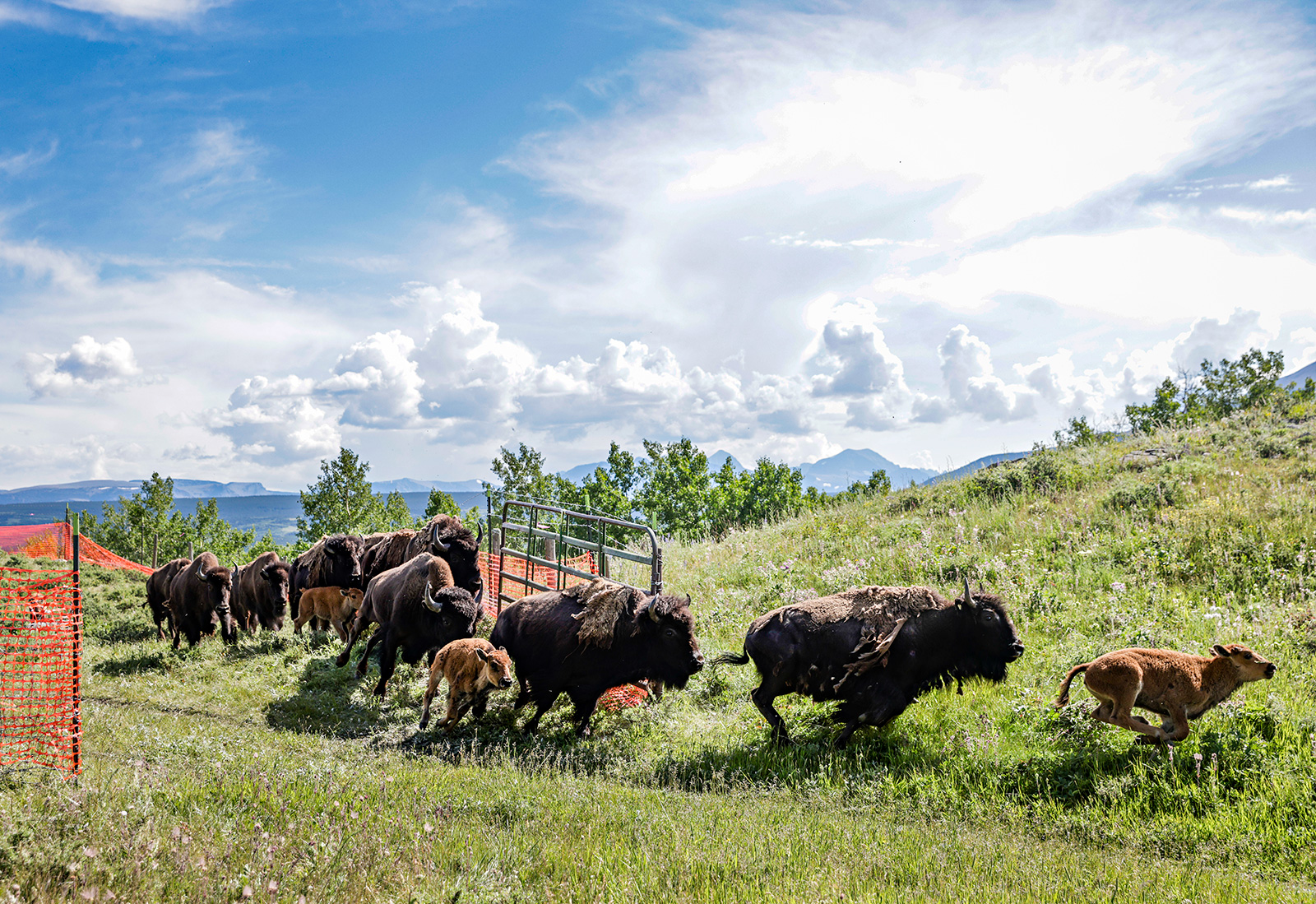 Return of the Bison - Flathead Beacon