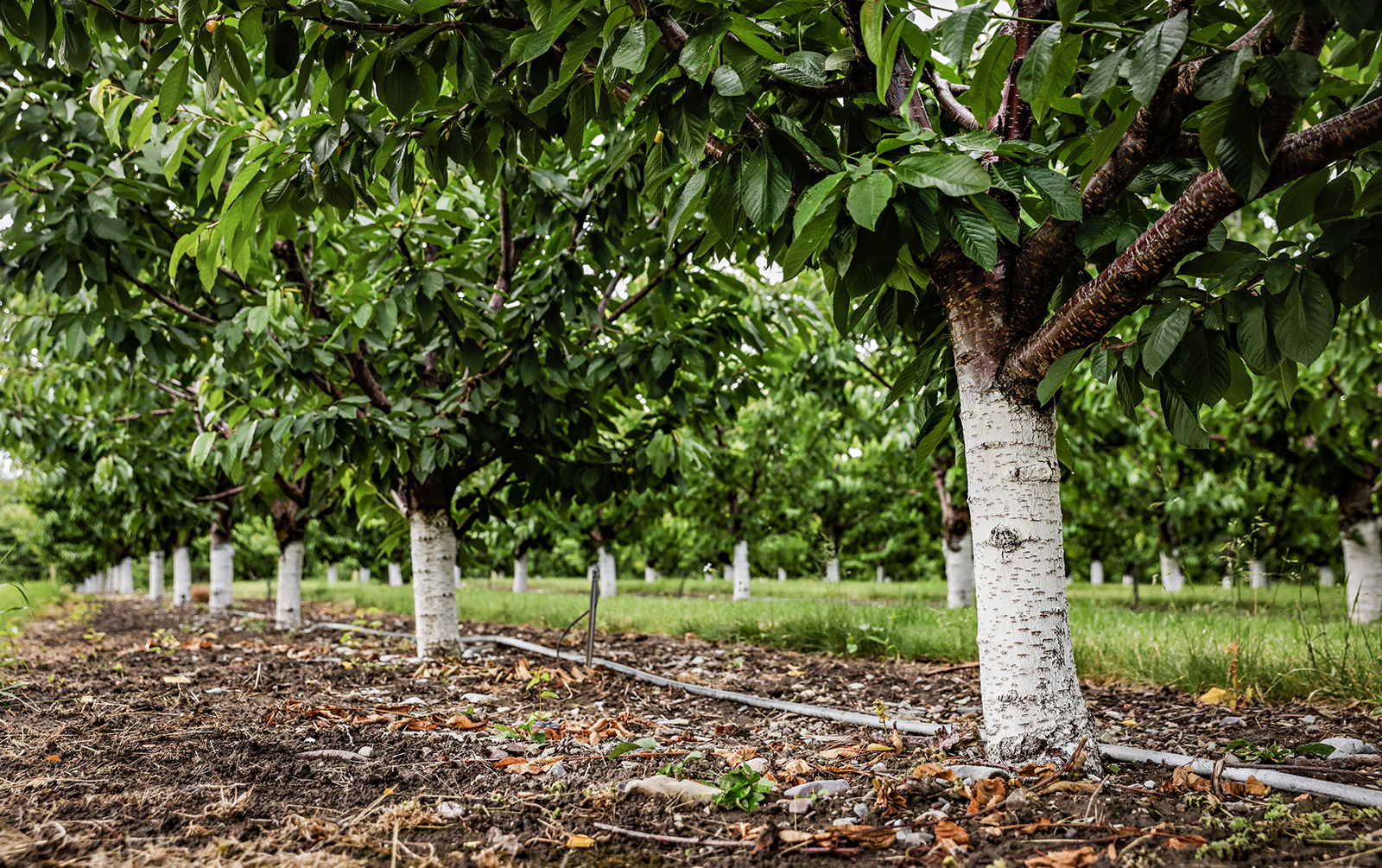 Flathead Cherry Industry Sees Near-Total Crop Loss - Flathead Beacon