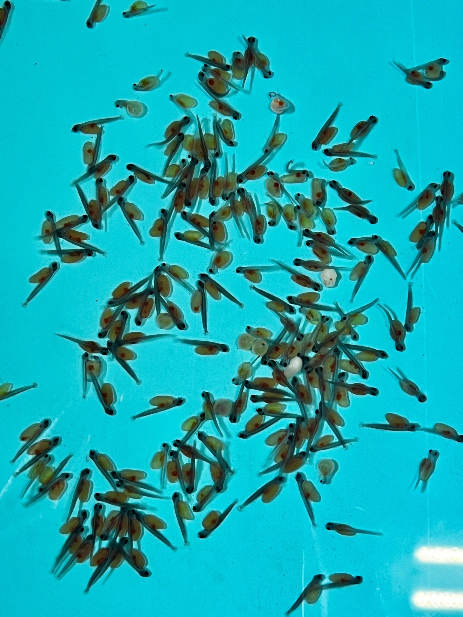 FWP Reboots Efforts to Return Native Redband Rainbow Trout to Northwest ...