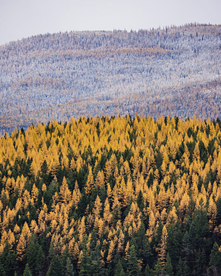 Land of the Larch - Flathead Beacon