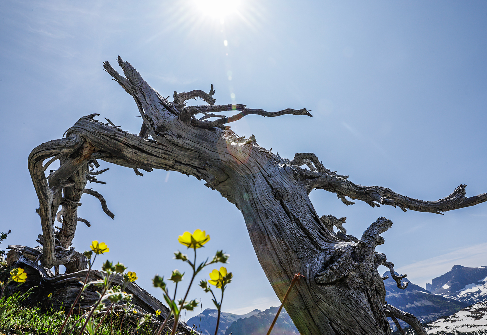 Logan Pass 2025 - Flathead Beacon
