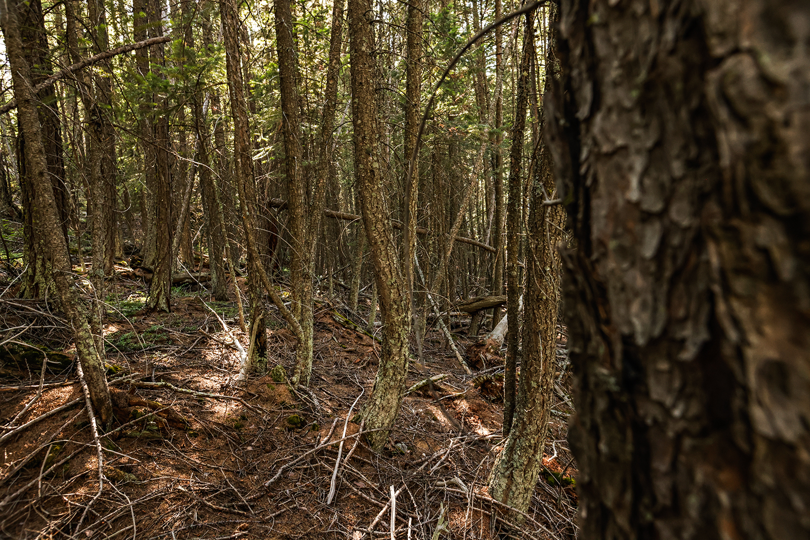 Rainbow Peak and Bowman Lake - Flathead Beacon