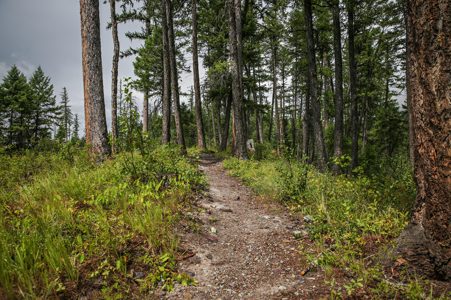 The Costly Quest to Save Smith Lake - Flathead Beacon