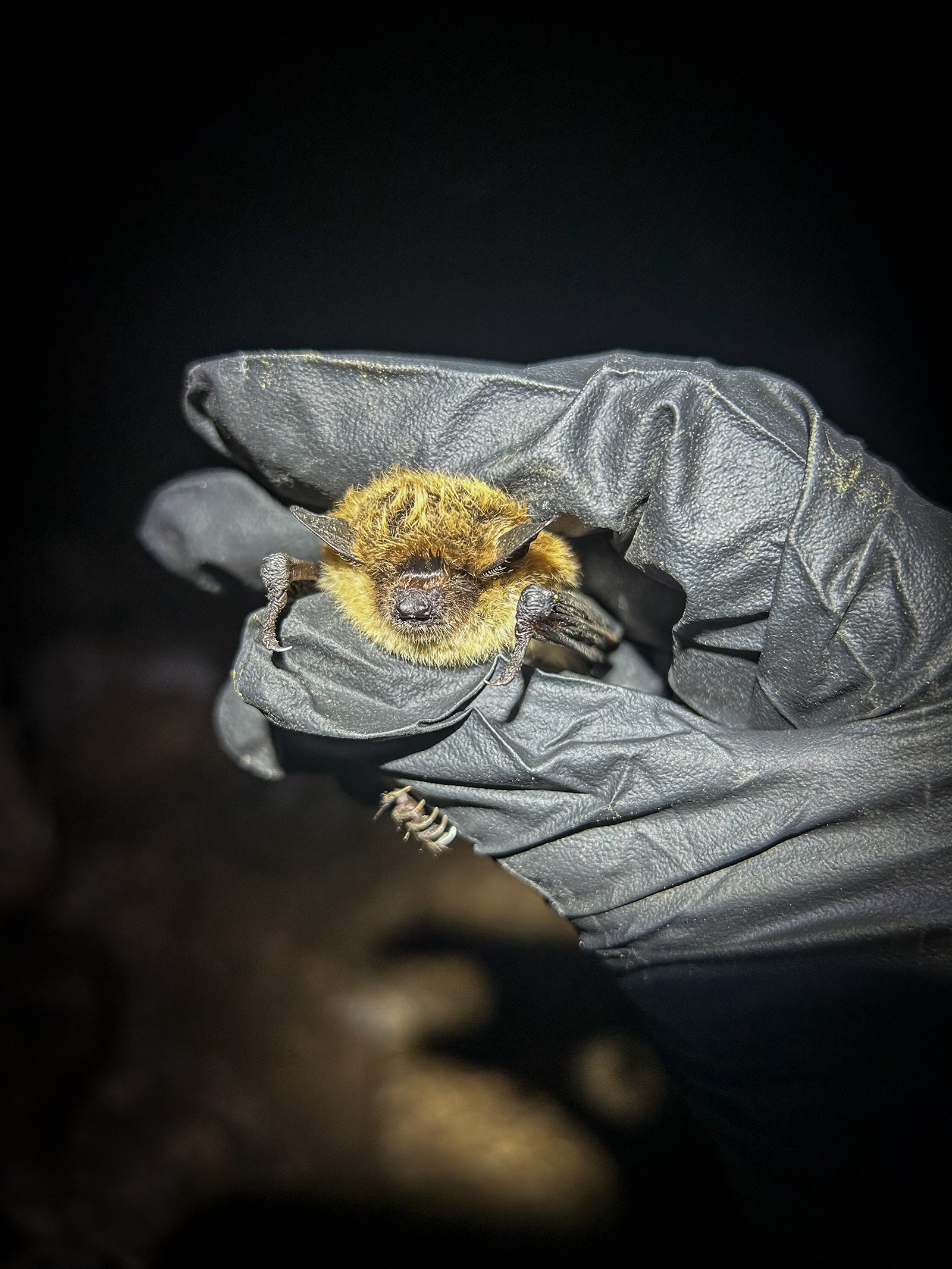 White-Nose Syndrome Detected in Bats at Libby Dam - Flathead Beacon