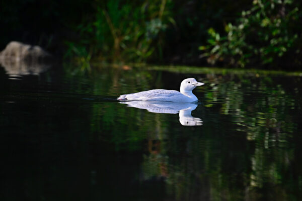 Once in a White Loon: Audubon Features Whitefish Photographer’s Images ...