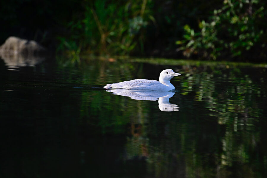 Once in a White Loon: Audubon Features Whitefish Photographer’s Images ...