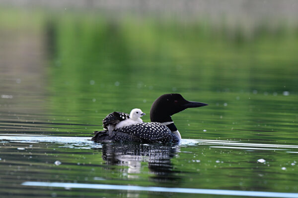 Once in a White Loon: Audubon Features Whitefish Photographer’s Images ...