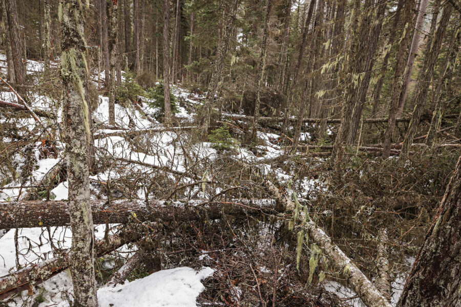 The Daily Roundup: Windstorm Blowdown Keeps Crews Busy as Wildfire ...